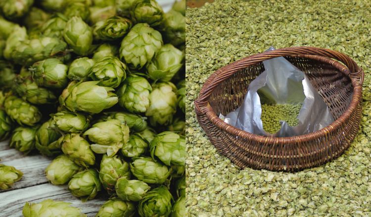 Determination of alpha acids in hop products | Metrohm